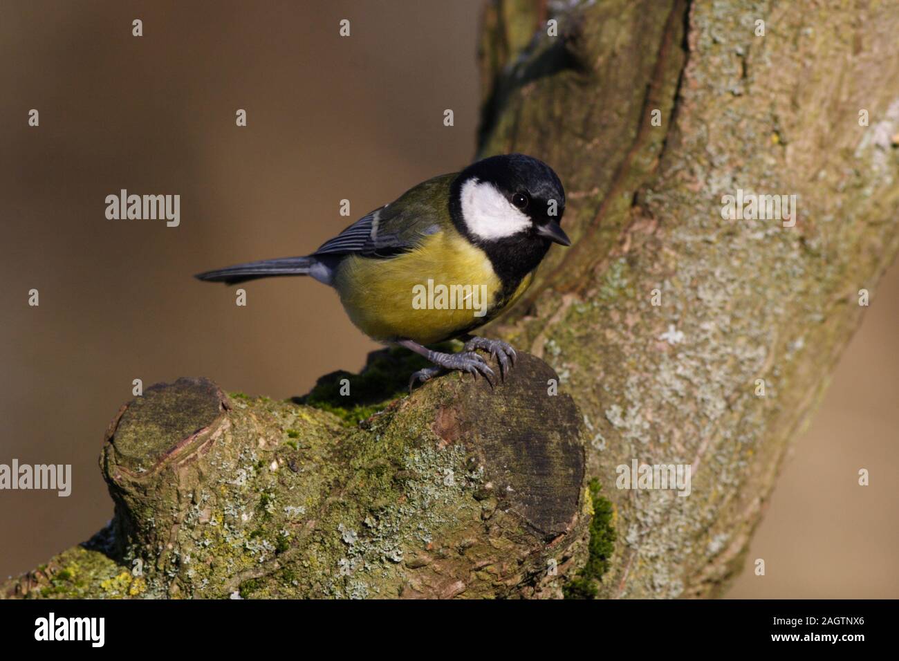 Parus major british hi-res stock photography and images - Alamy