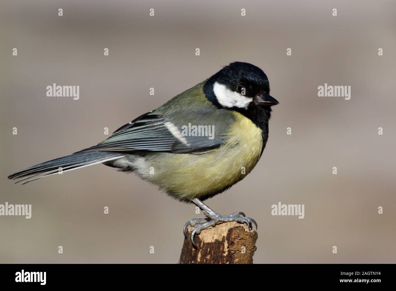 Titbird hi-res stock photography and images - Alamy