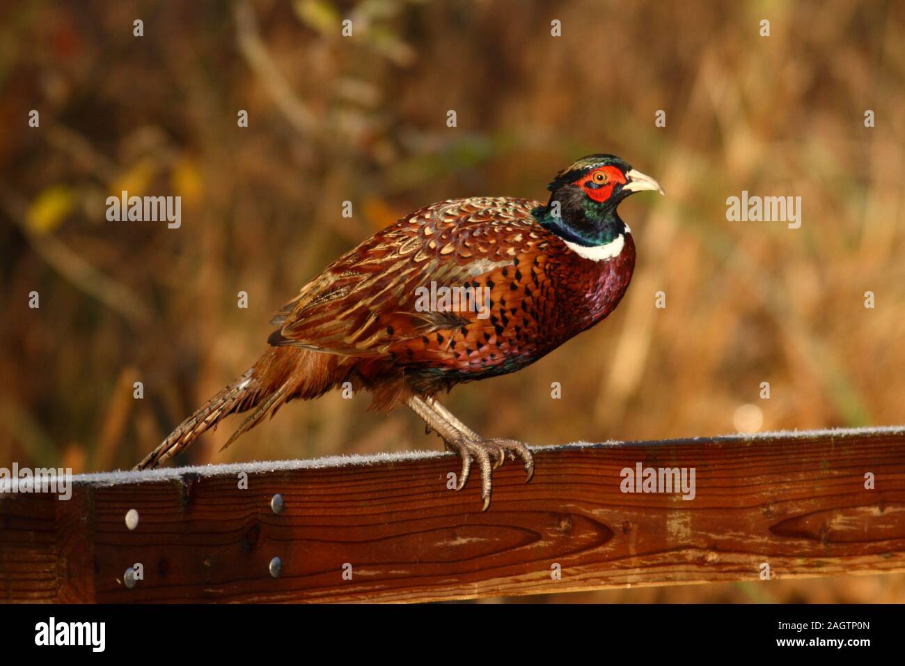 Pheasant on a fence hi-res stock photography and images - Alamy