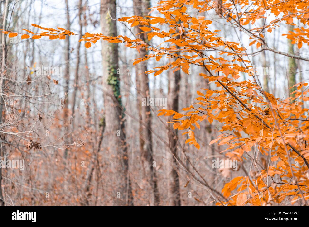 Tree branch with orange colored leafs Stock Photo - Alamy