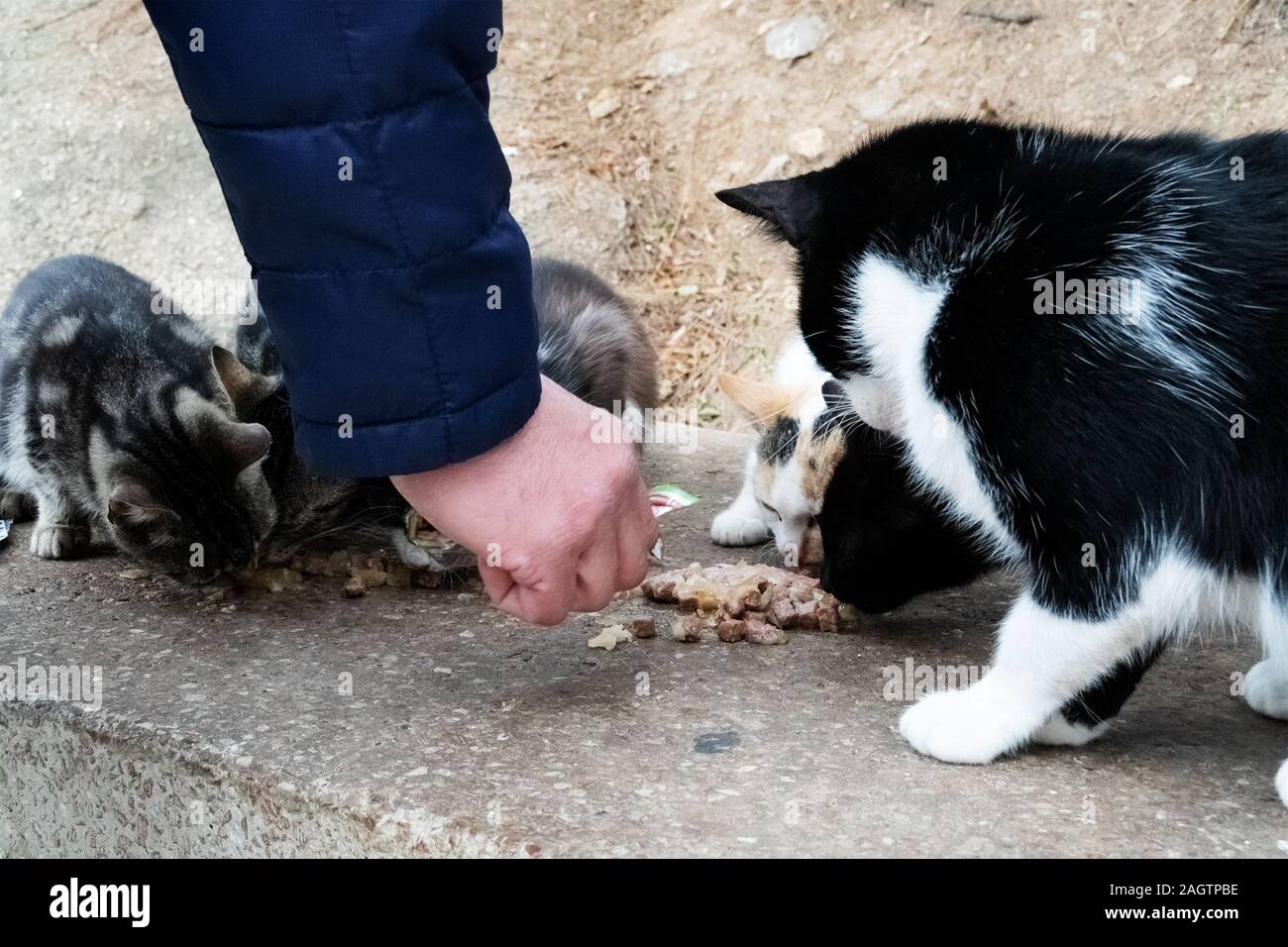 The cats meat man hi-res stock photography and images - Alamy
