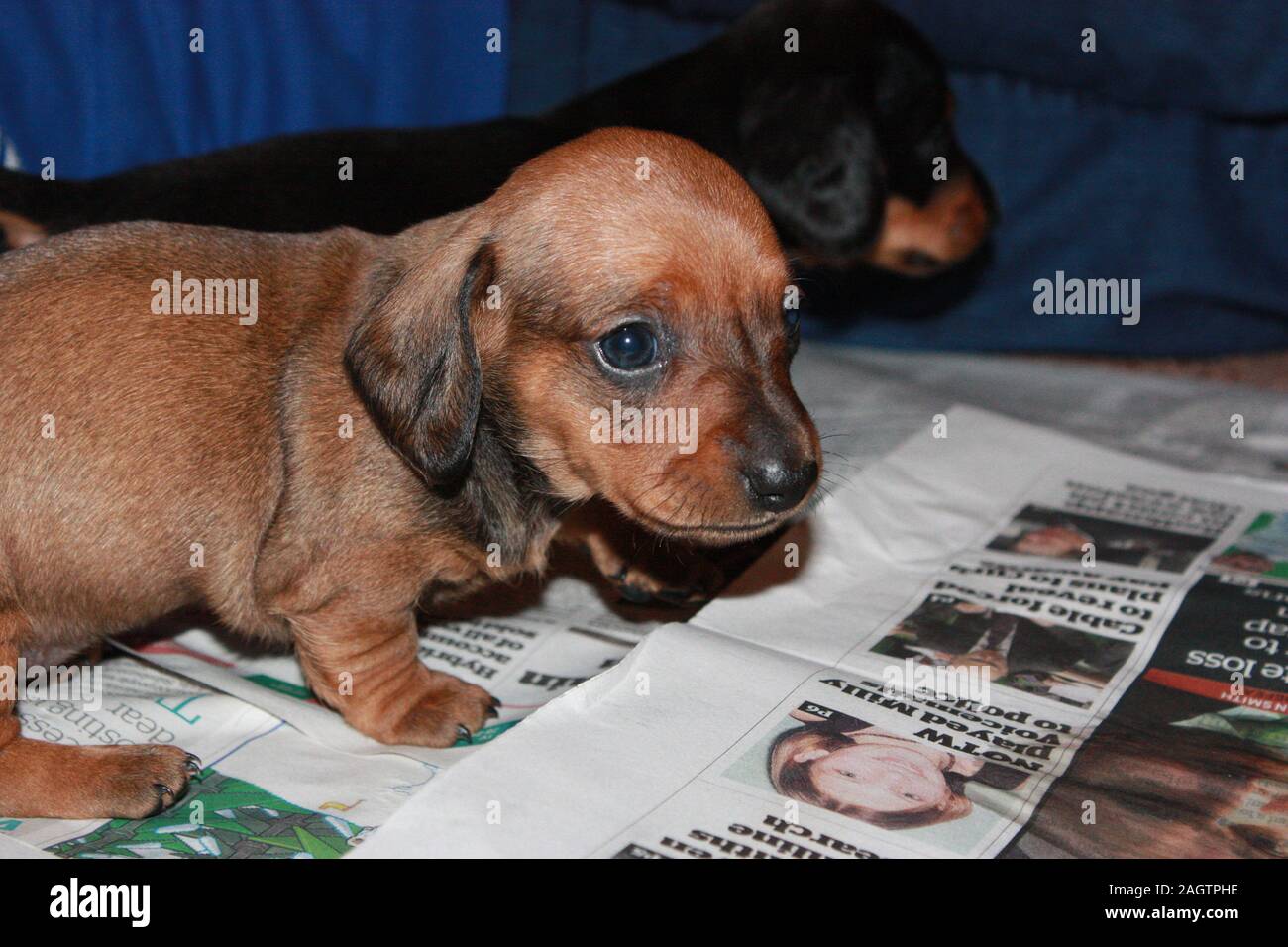 One of the most enjoyable dog breeds, the Miniature Dachshund Stock ...
