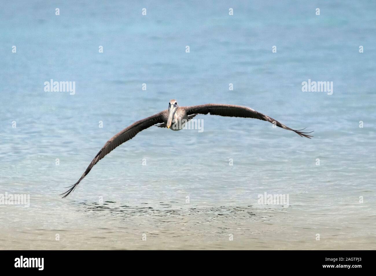 Pelican flying low above water surface Stock Photo - Alamy