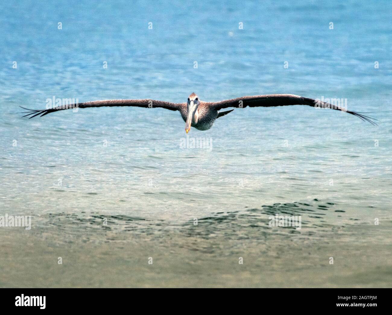 Pelican flying low above water surface Stock Photo - Alamy
