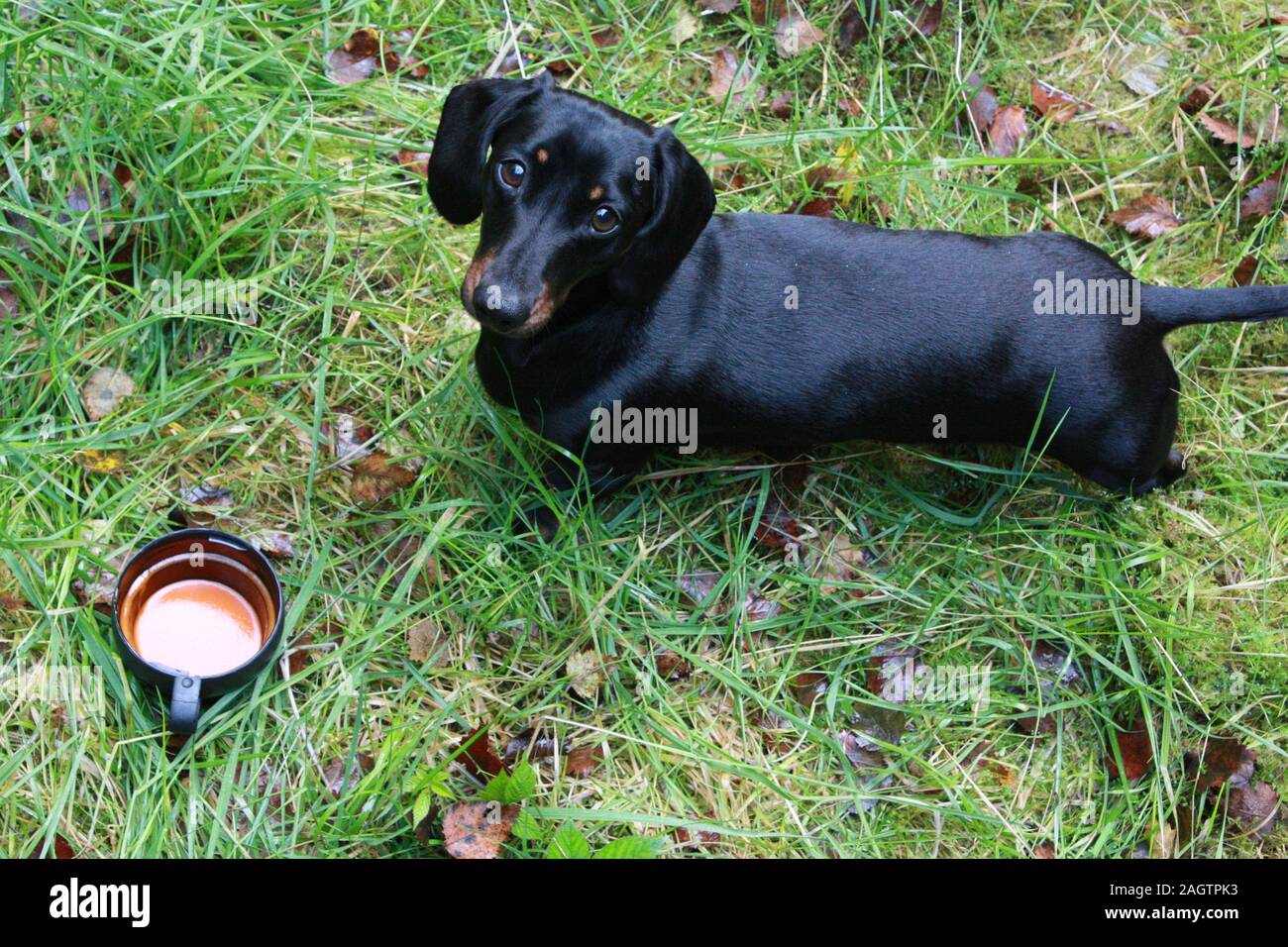 The wonderful breed of the Miniature Dachshund, dog Stock Photo - Alamy