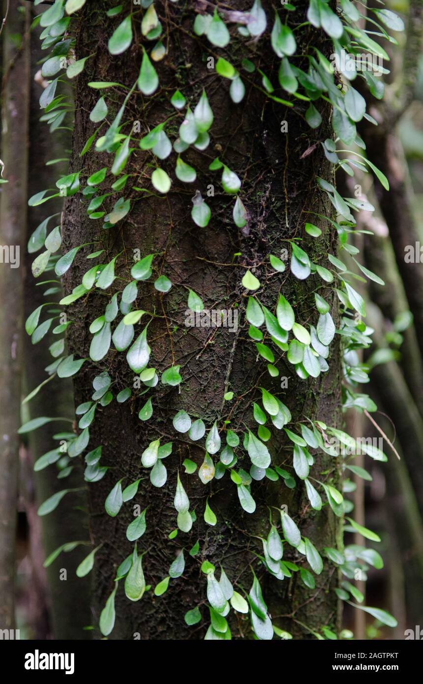 Teardrop park hi-res stock photography and images - Alamy