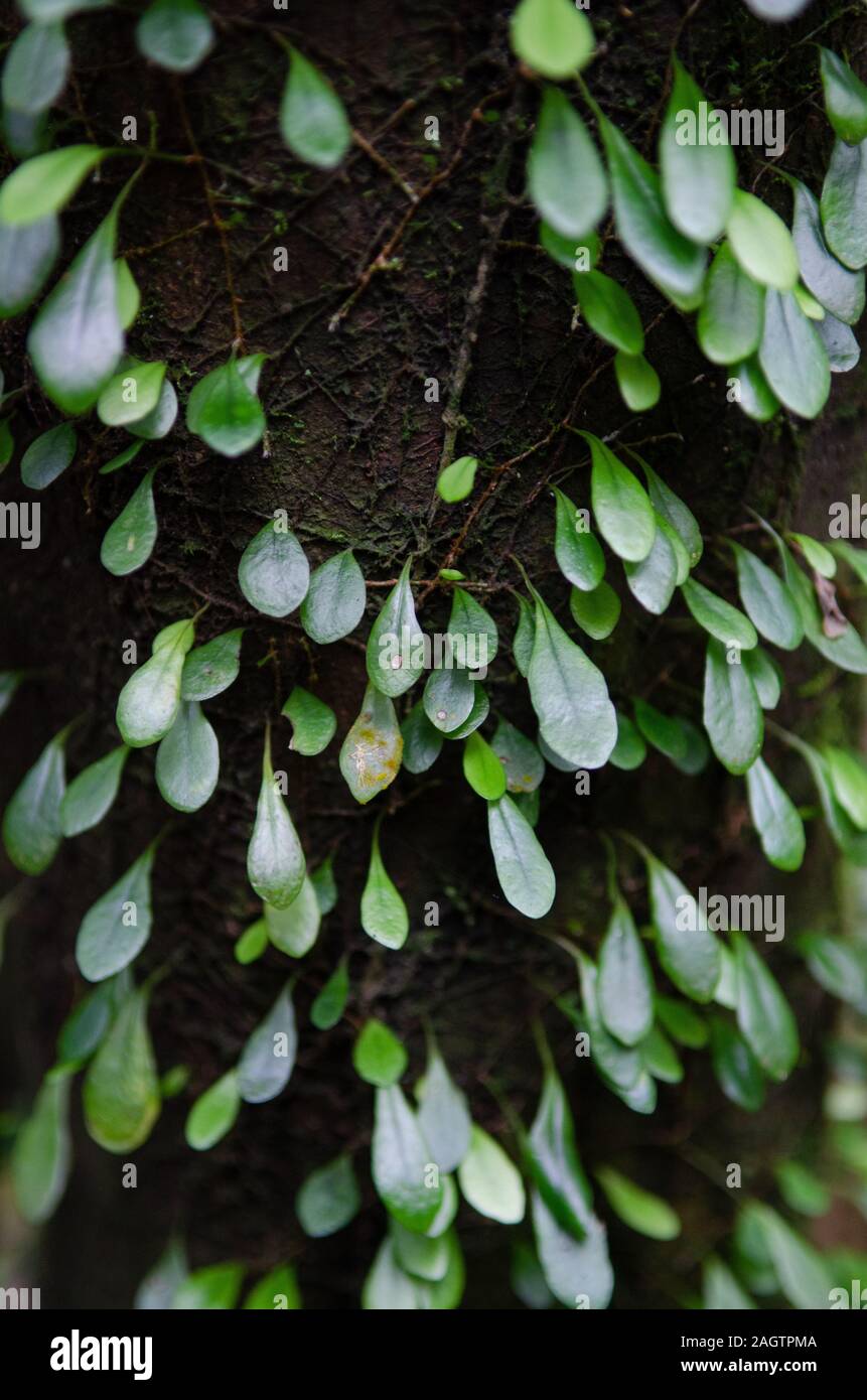 Teardrop shaped leaves grow off of a tree trunk in Yangmingshan ...