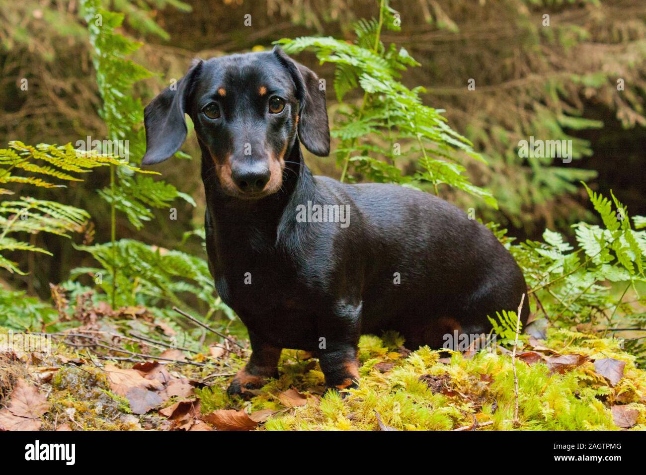 The wonderful breed of the Miniature Dachshund, dog Stock Photo - Alamy