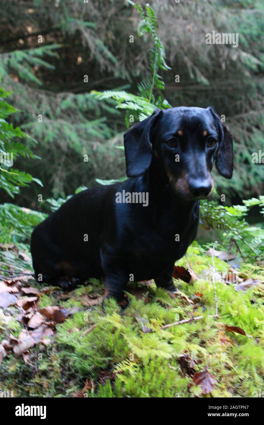 The wonderful breed of the Miniature Dachshund, dog Stock Photo - Alamy