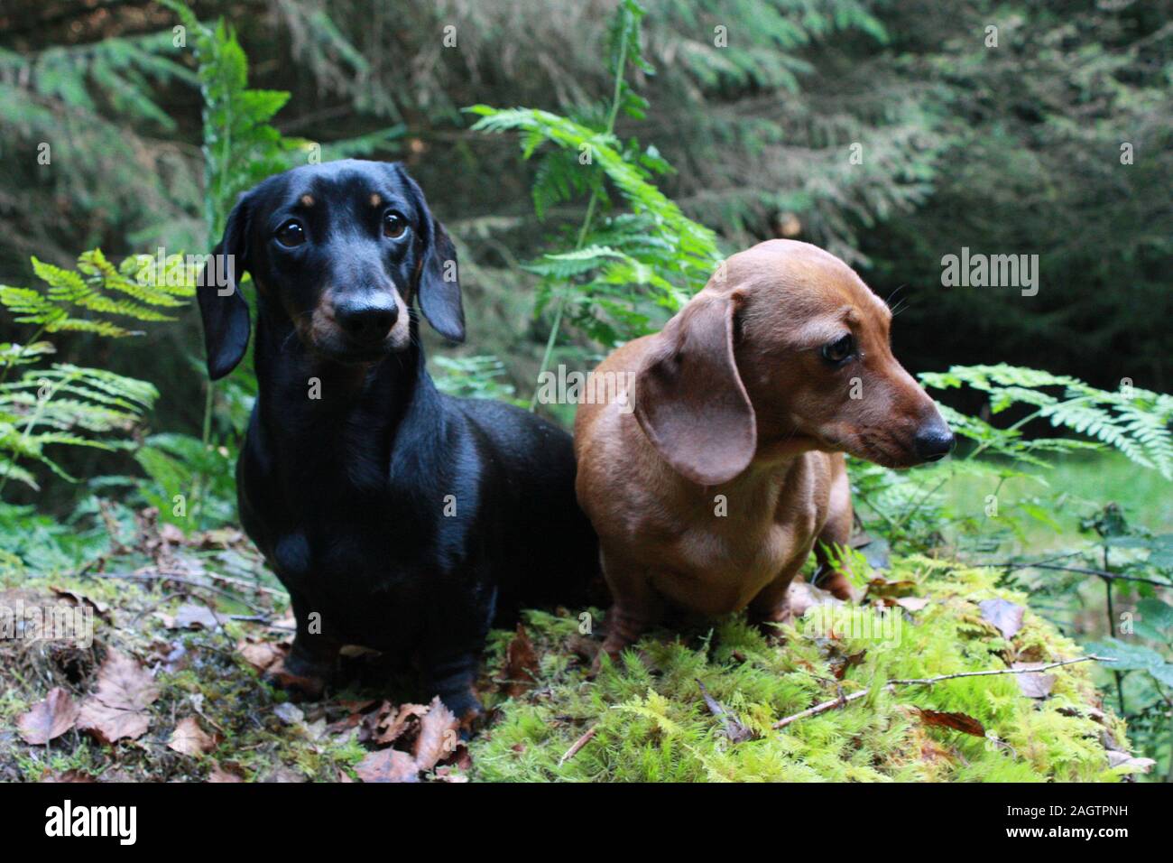 The wonderful breed of the Miniature Dachshund, dog Stock Photo - Alamy