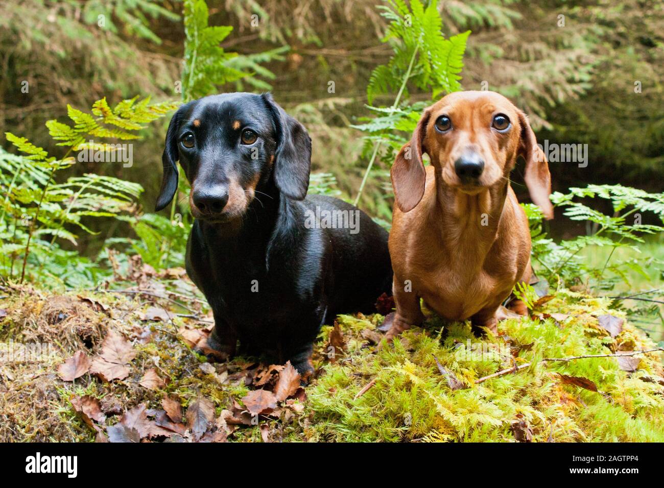 The wonderful breed of the Miniature Dachshund, dog Stock Photo - Alamy