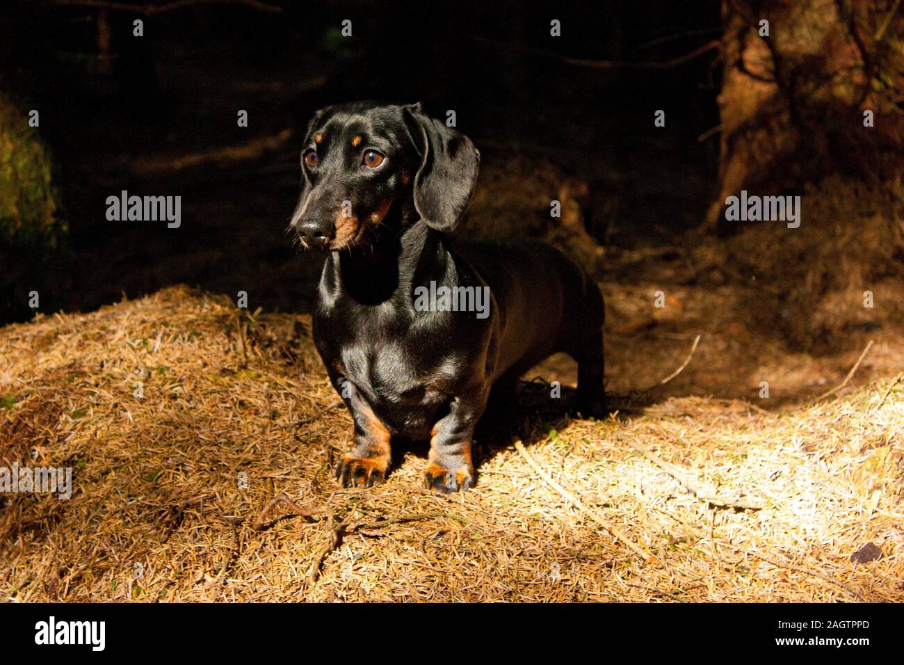 The wonderful breed of the Miniature Dachshund, dog Stock Photo - Alamy