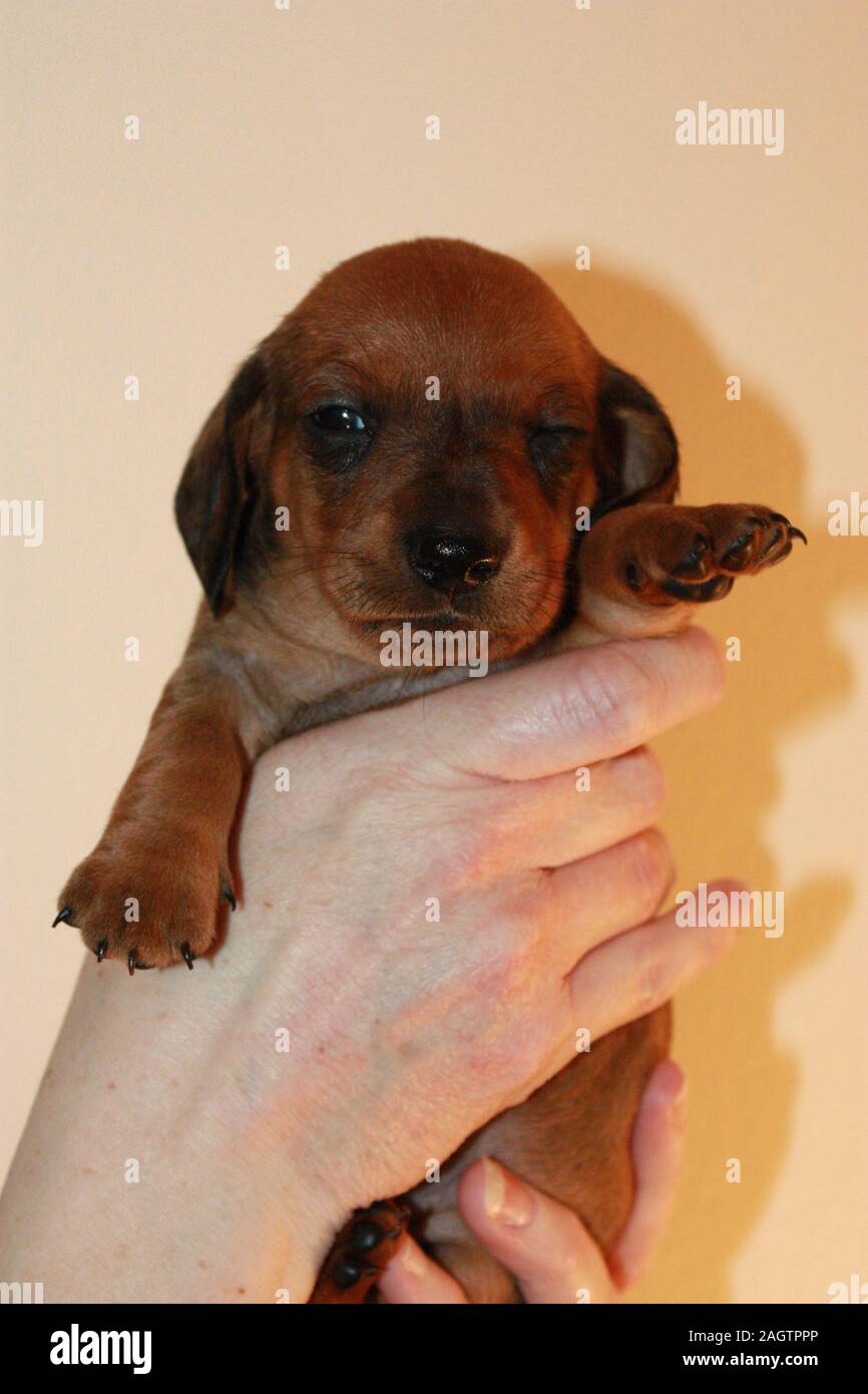 One of the most enjoyable dog breeds, the Miniature Dachshund Stock ...
