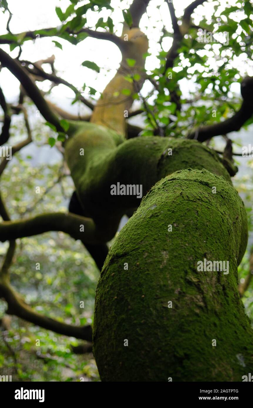 Curved bonsai tree hi-res stock photography and images - Alamy