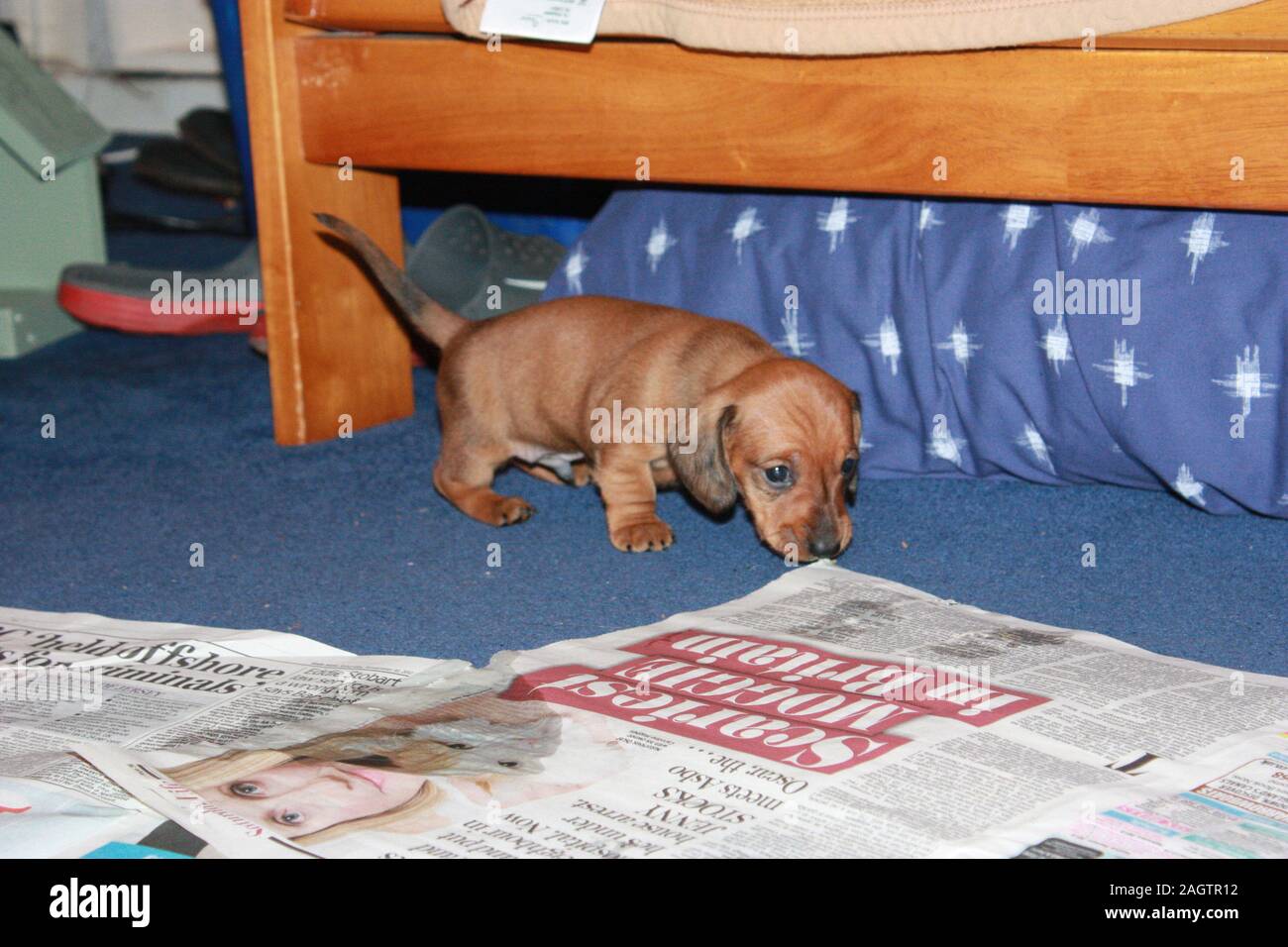 Miniature dachshund training hi-res stock photography and images - Alamy