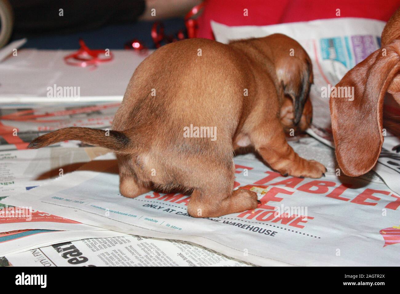 A Miniature Dachshund training Stock Photo - Alamy