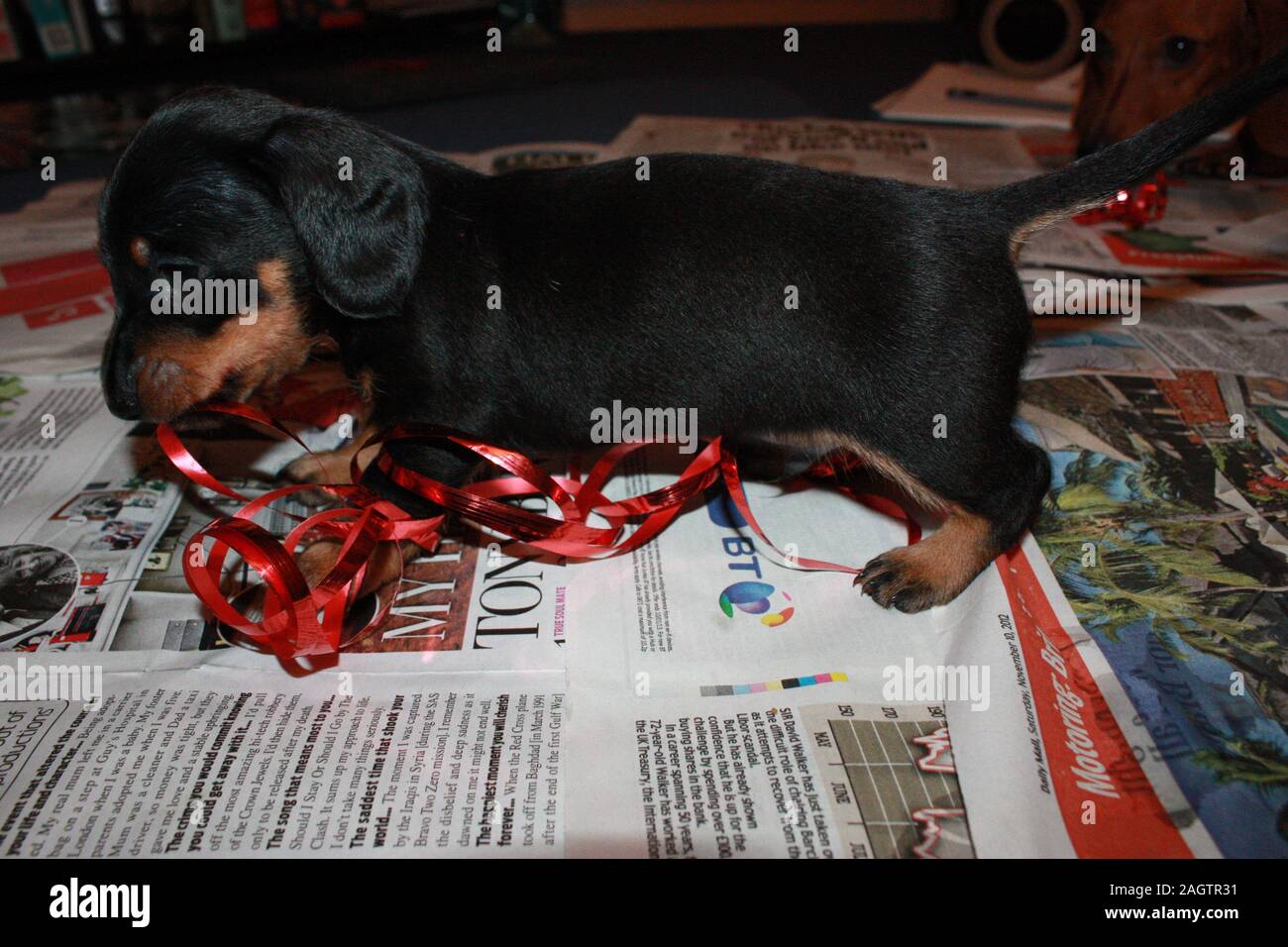 One of the most enjoyable dog breeds, the Miniature Dachshund Stock ...