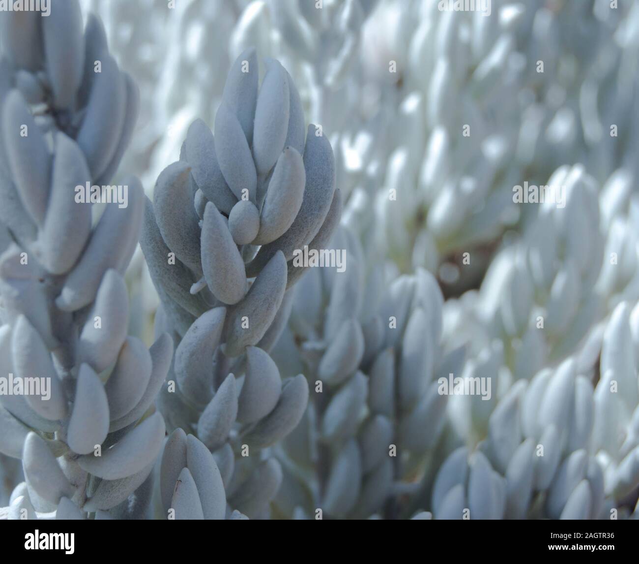 Silver textures hi-res stock photography and images - Alamy