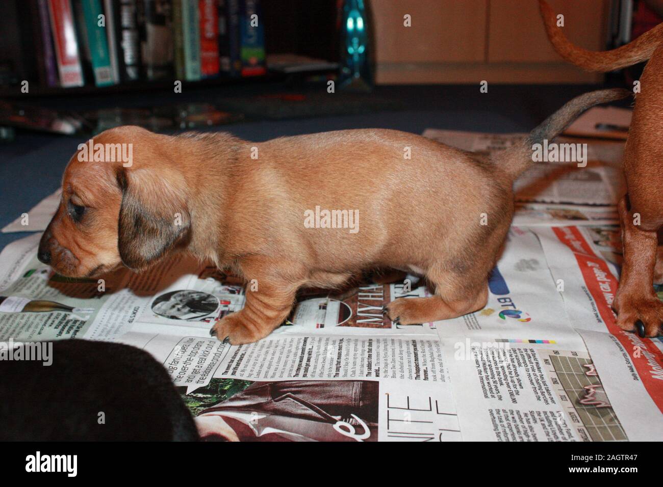 Miniature dachshund training hi-res stock photography and images - Alamy