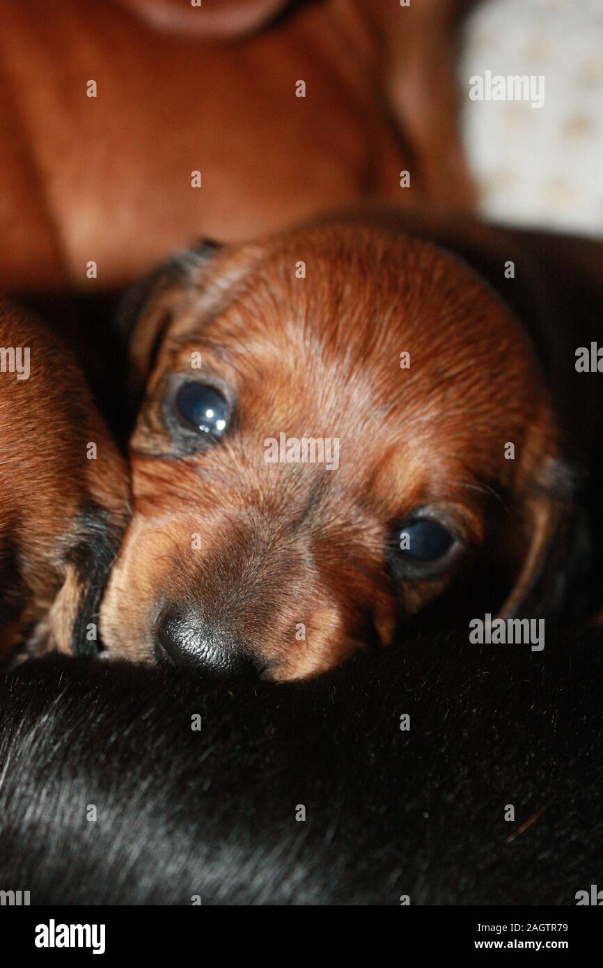 One of the most enjoyable dog breeds, the Miniature Dachshund Stock ...