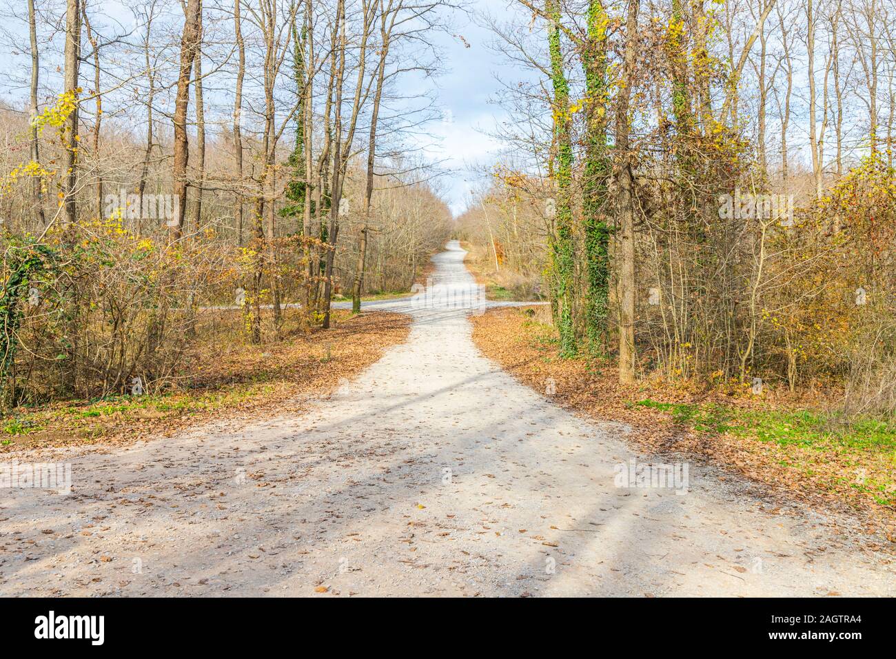 Long hiking trail in forest, pathway dirt road Stock Photo - Alamy