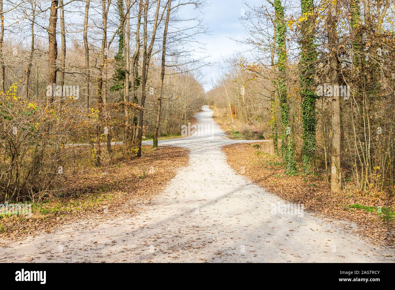 Long hiking trail in forest, pathway dirt road Stock Photo - Alamy