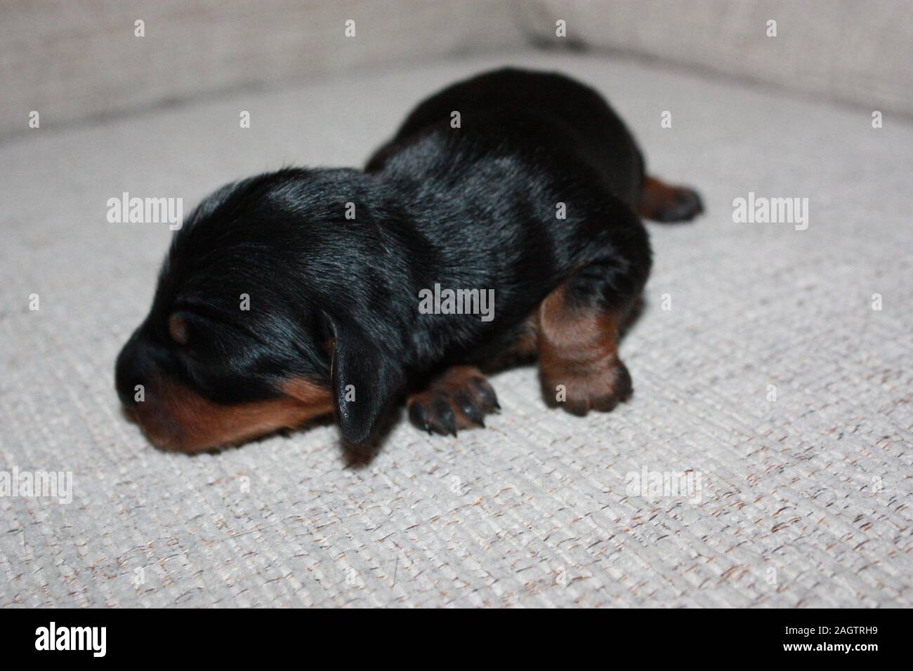 One of the most enjoyable dog breeds, the Miniature Dachshund Stock ...