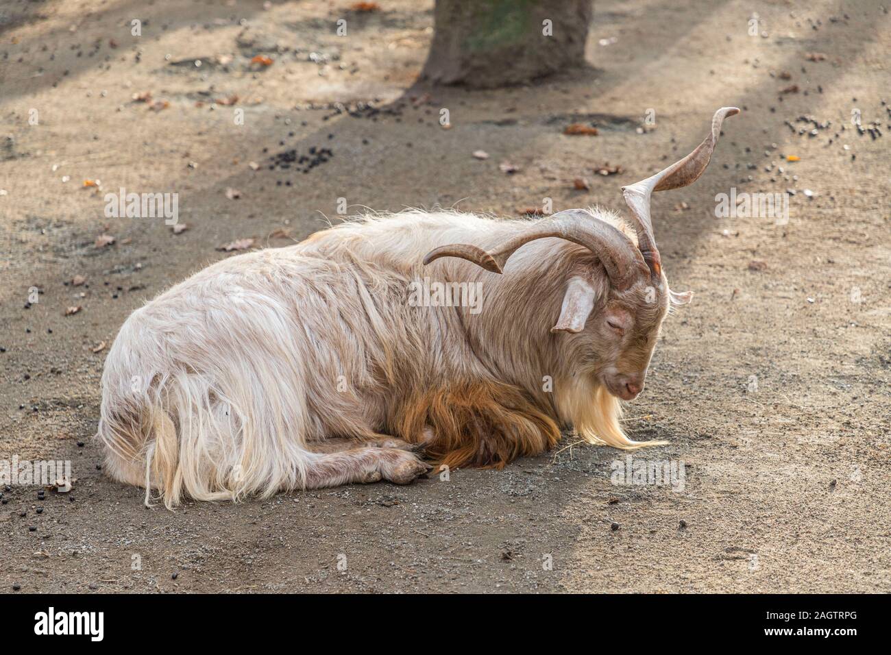The Angora goat is a breed of domesticated goat, historically known as ...