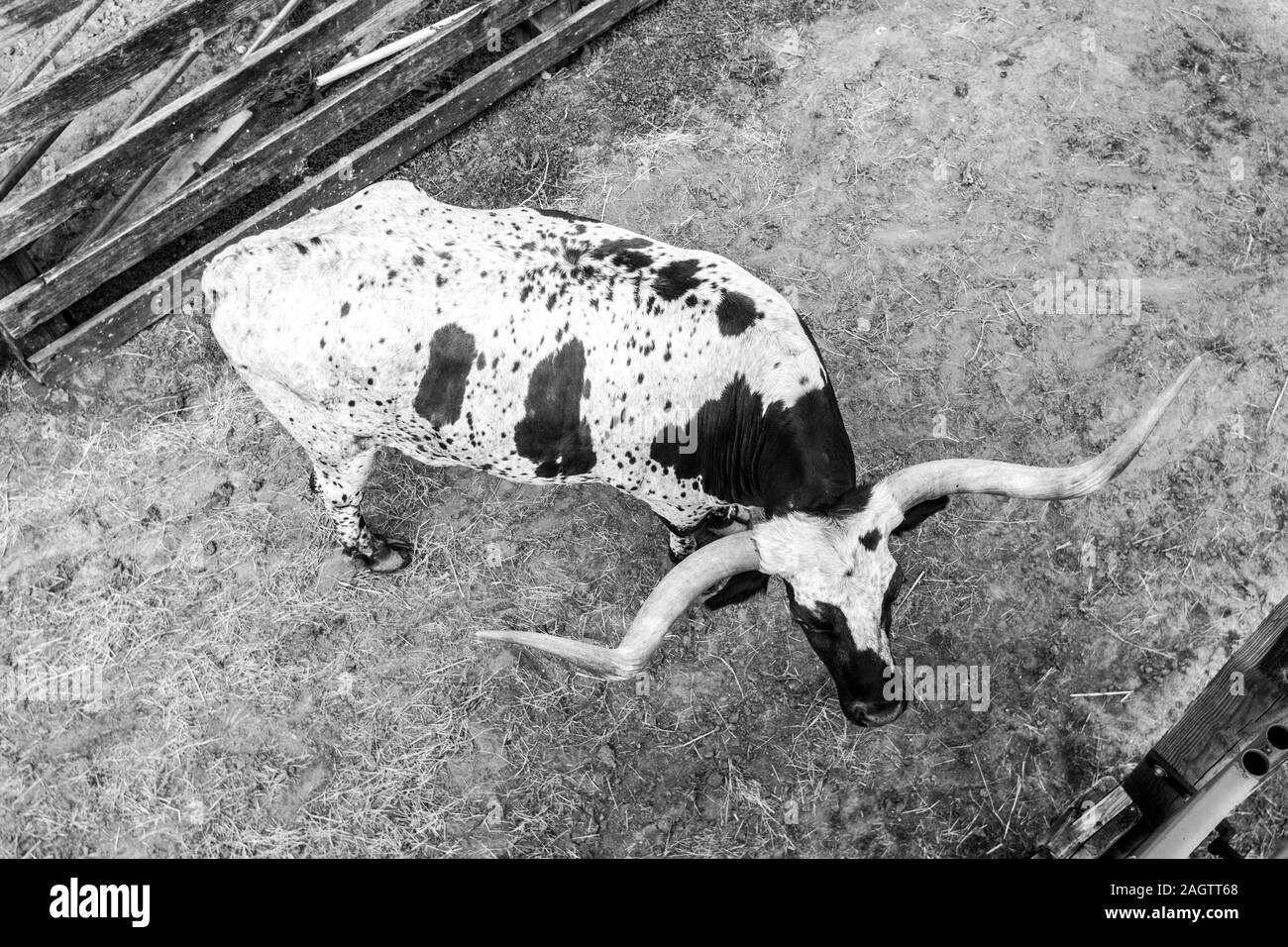 Buffalo pen hi-res stock photography and images - Alamy