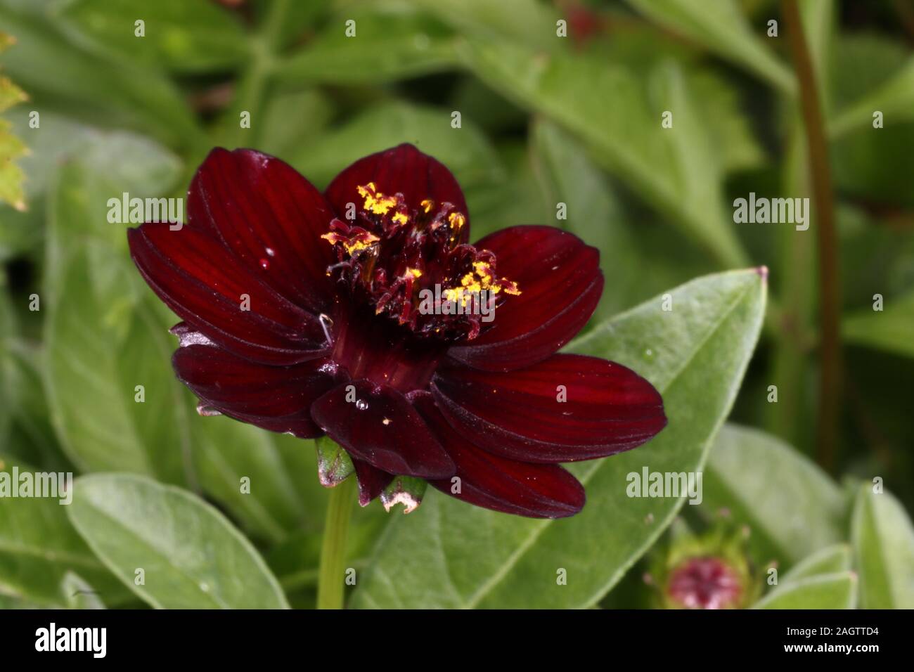 Cosmos atrosanguineus, the chocolate cosmos, is a species of Cosmos ...