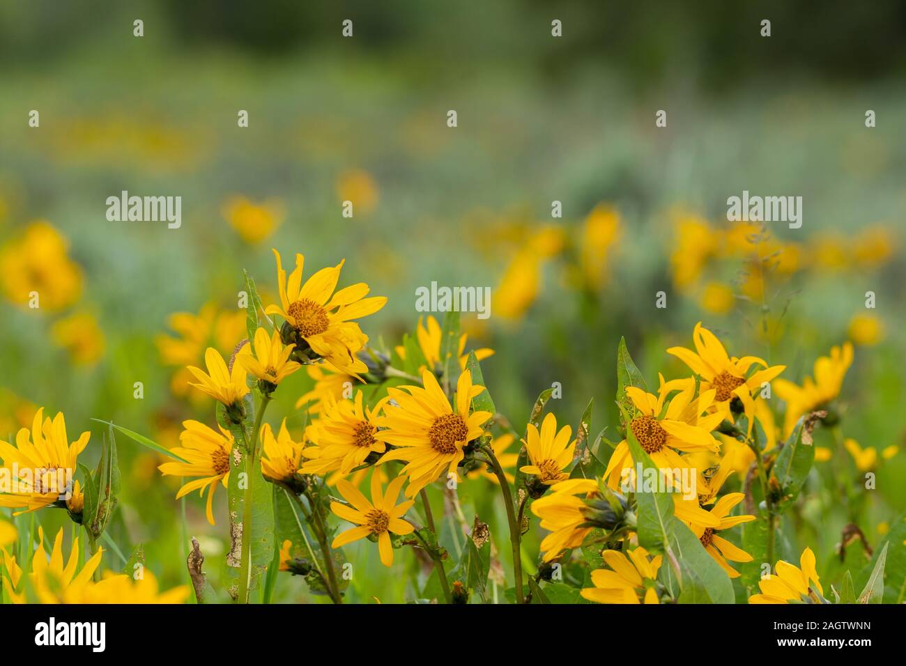 Small sunflowers hi-res stock photography and images - Alamy