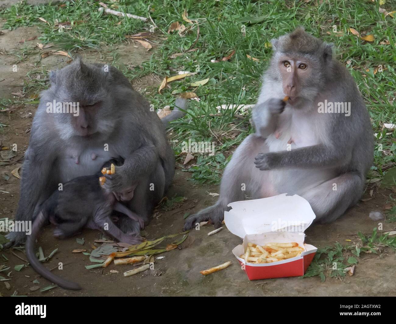 Mcdonalds french fries hi-res stock photography and images - Alamy