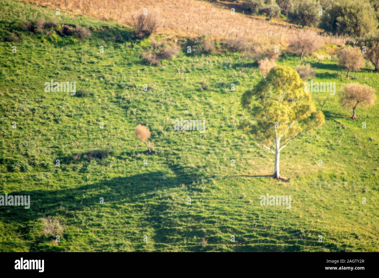 A lovely green tree stands alone on a hillside of grass Stock Photo - Alamy