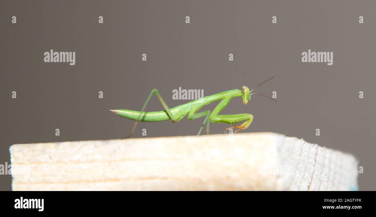 Baby stick insect hi-res stock photography and images - Alamy