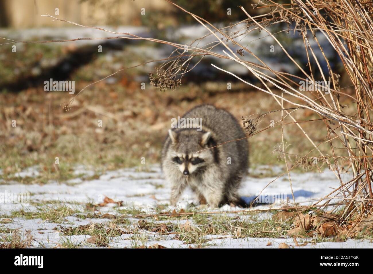 Wild Animals With Rabies Foaming At The Mouth