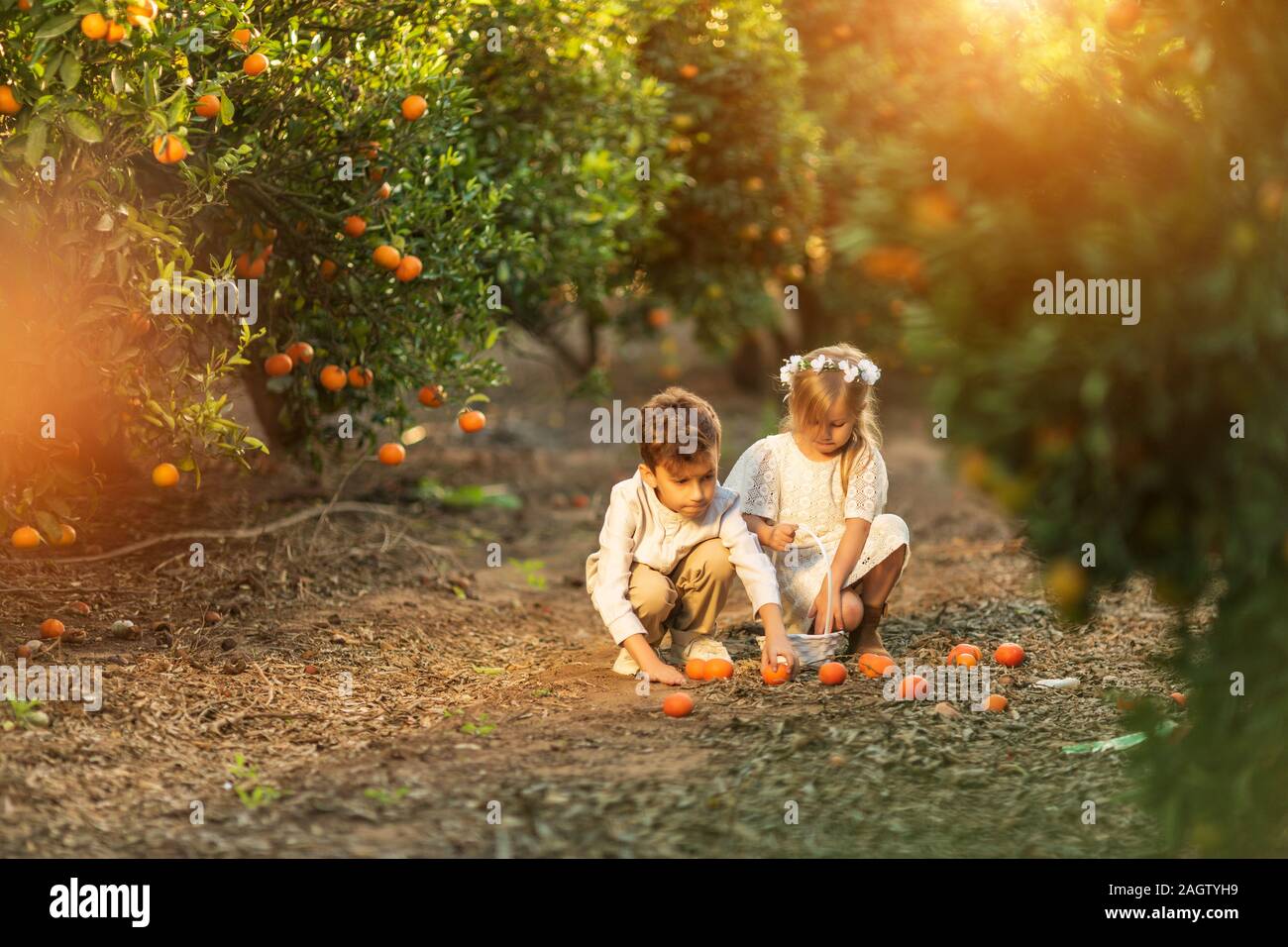 children picking fruit in an orange grove Stock Photo - Alamy