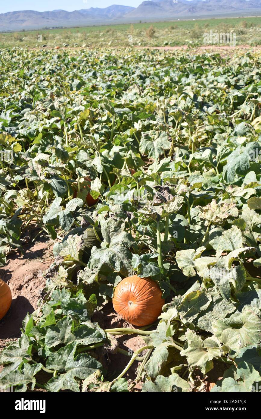 Arizona harvest produce Stock Photo - Alamy