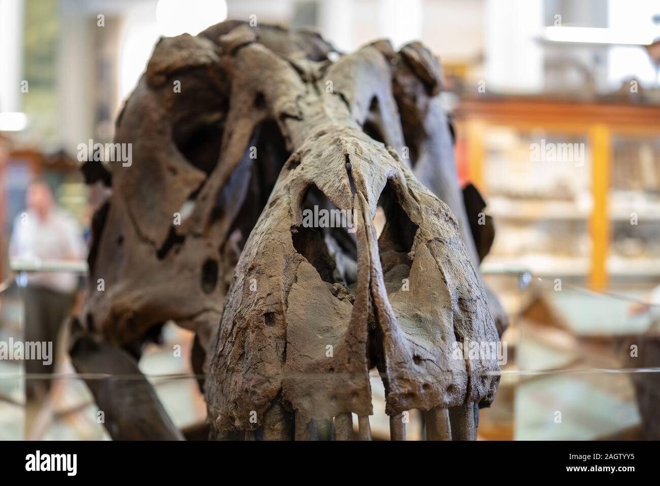 Close up image of tyrannosaurus rex skull at the Sedgwick Museum of ...