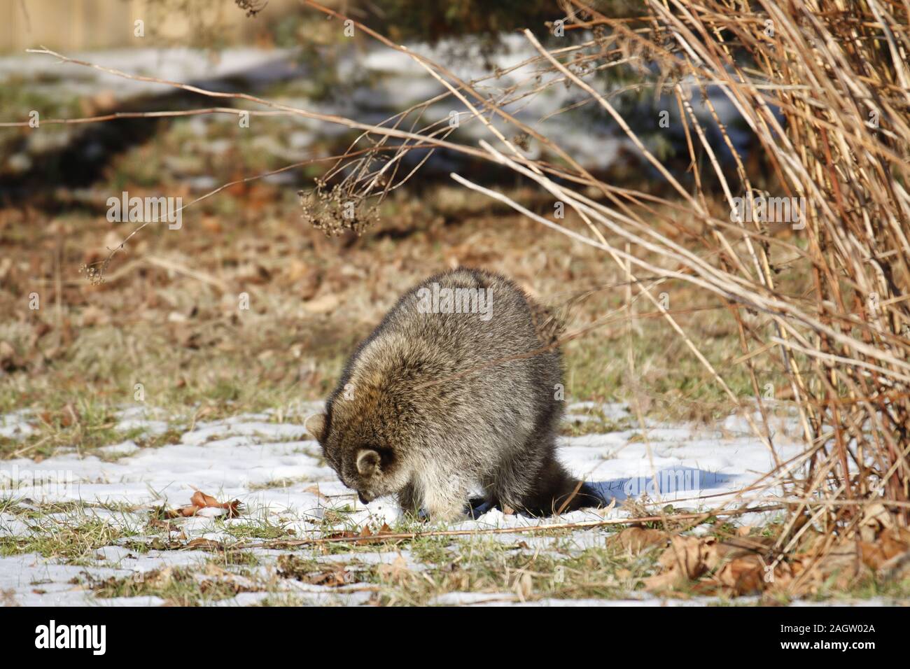 Wild Animals With Rabies Foaming At The Mouth Rabies: Symptoms, Cure,