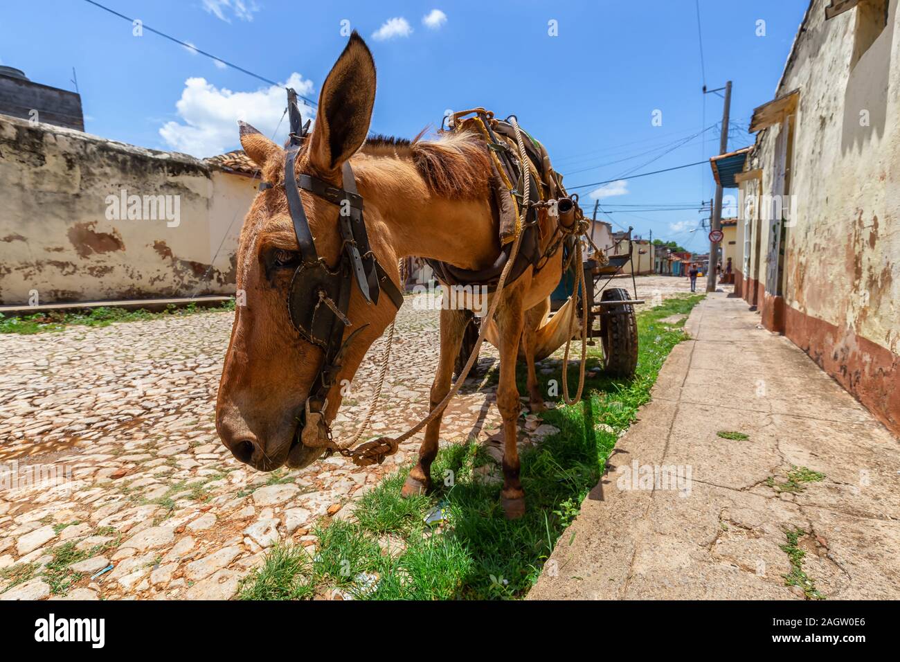 Horse in the streets of a small Cuban Town during a vibrant sunny day ...