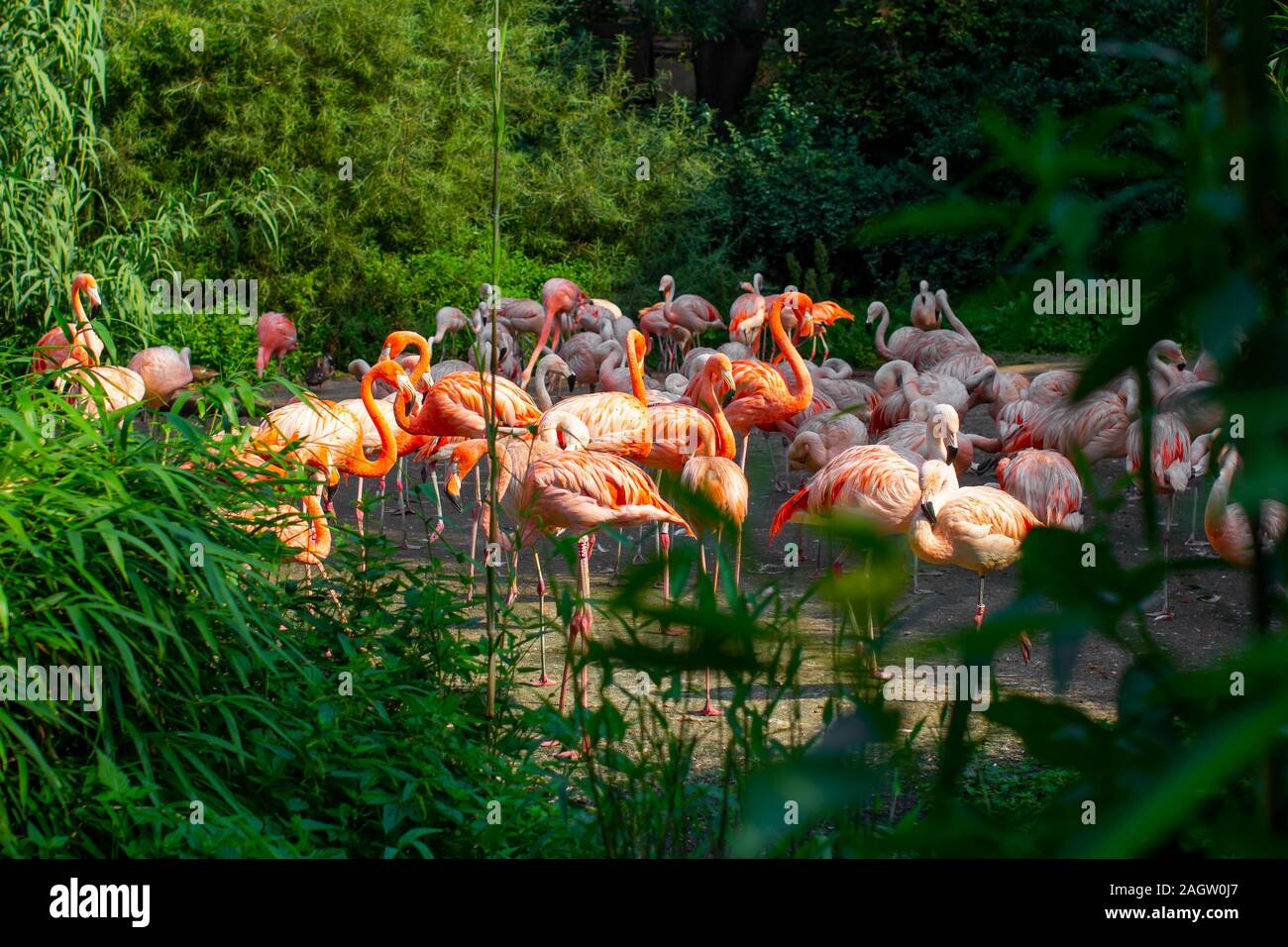 Pink flamingos close-up standing around green trees and bushes in ...