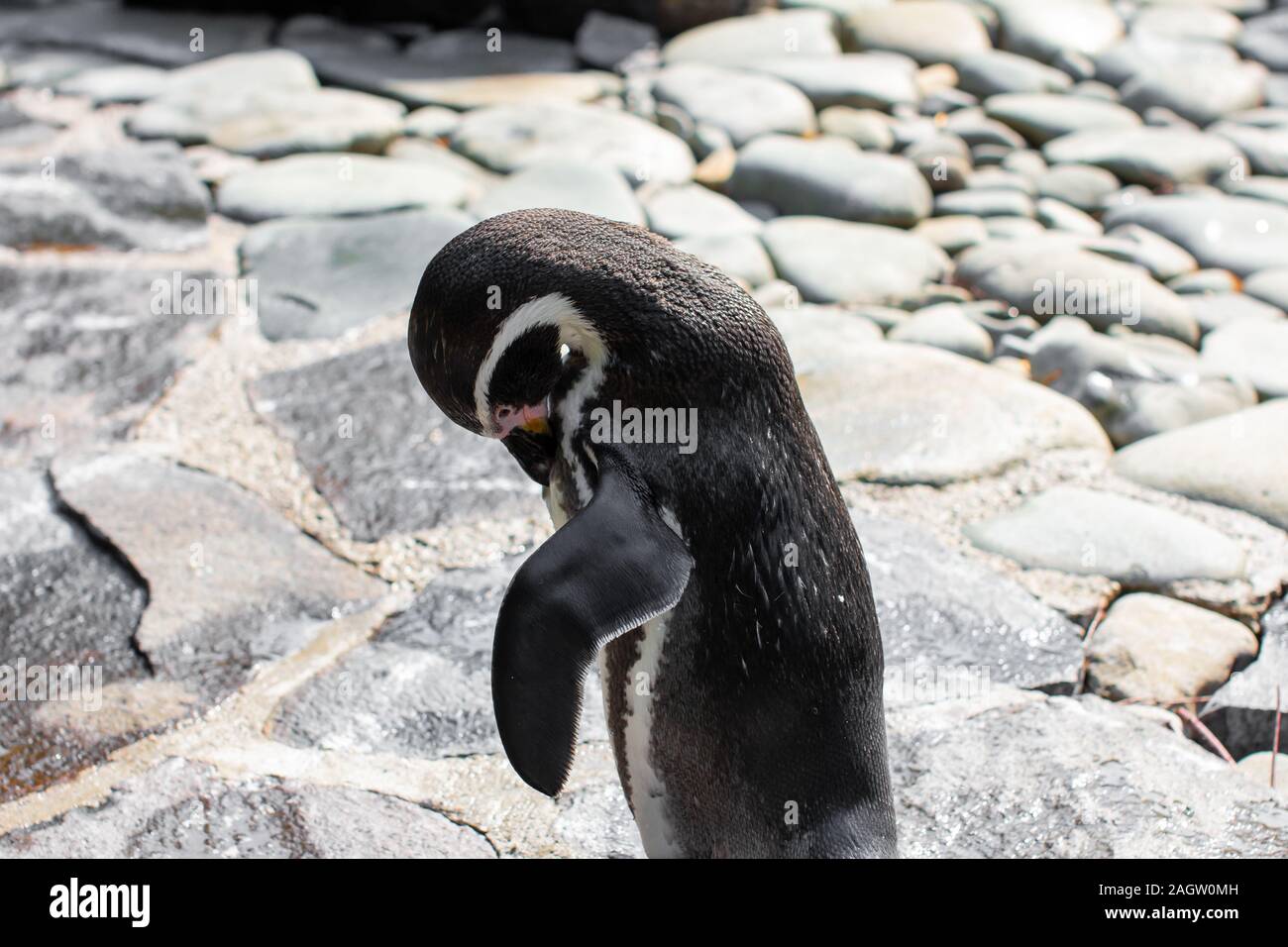 Fat penguin hi-res stock photography and images - Alamy