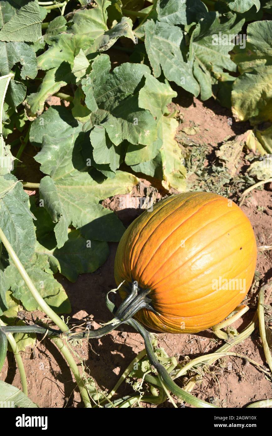 Arizona harvest produce Stock Photo - Alamy