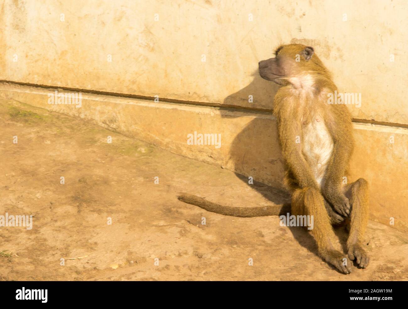 Strong baboon hi-res stock photography and images - Alamy