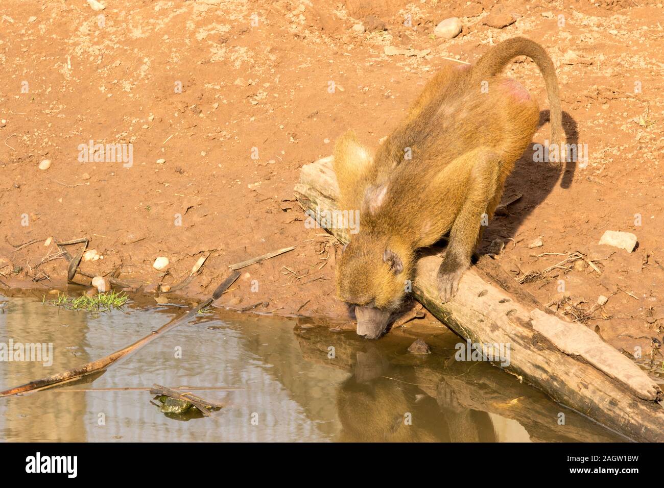 A very strong and intelligent primate, the Baboon Stock Photo - Alamy