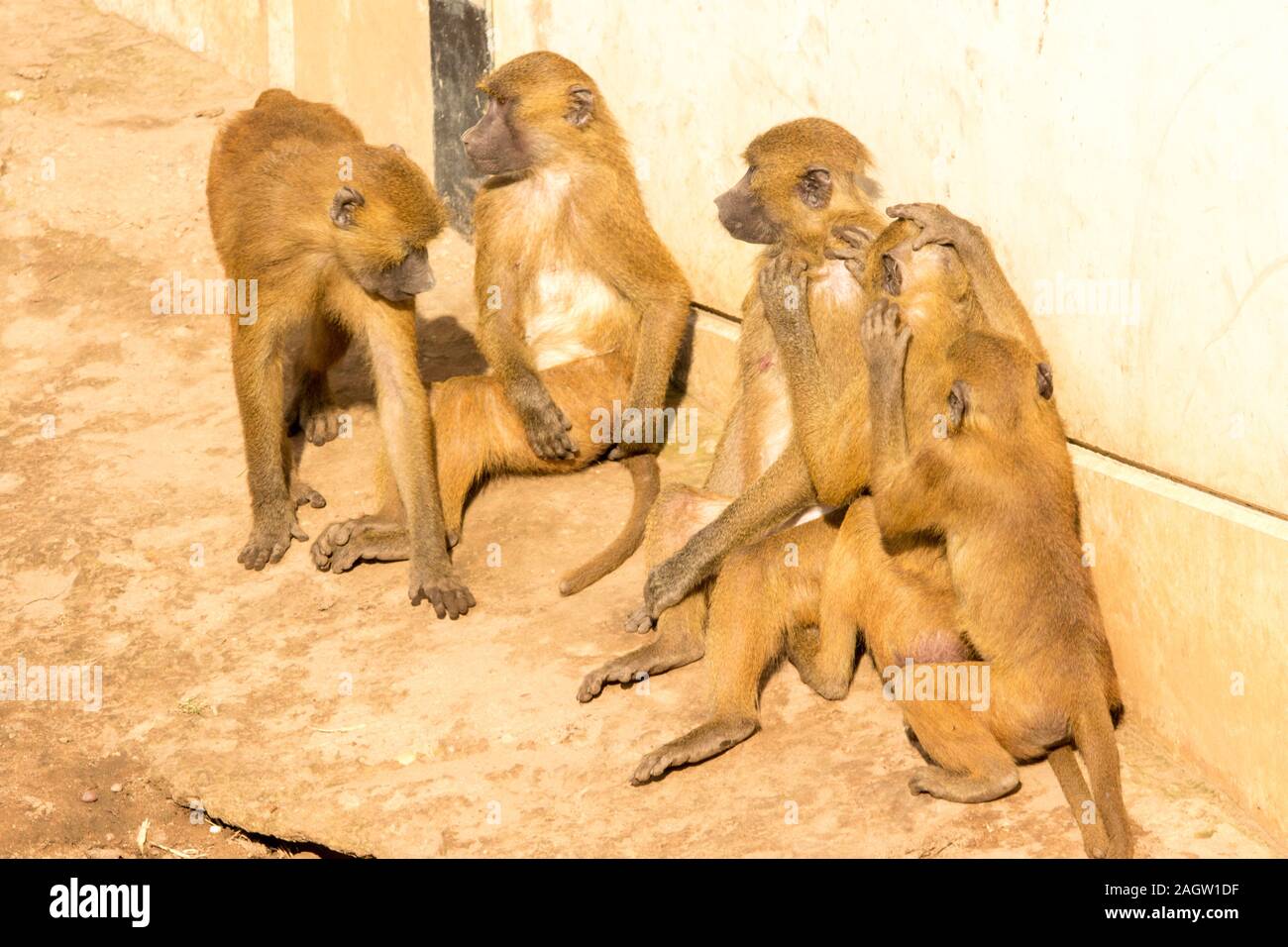 A very strong and intelligent primate, the Baboon Stock Photo - Alamy