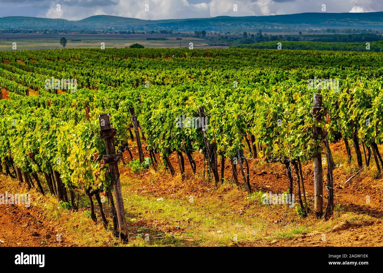 Tokaj landscape with vineyard, Hungary.Tokaj Wine Region Historic ...