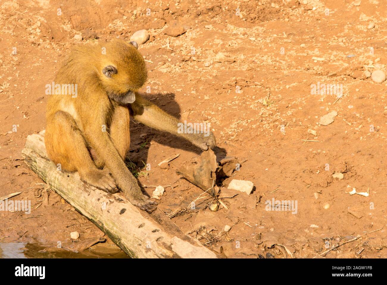 A very strong and intelligent primate, the Baboon Stock Photo - Alamy
