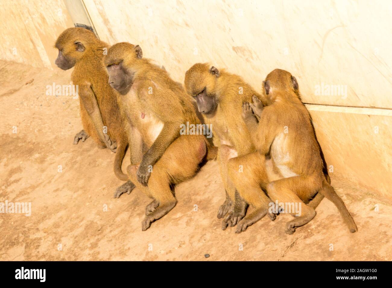 A very strong and intelligent primate, the Baboon Stock Photo - Alamy