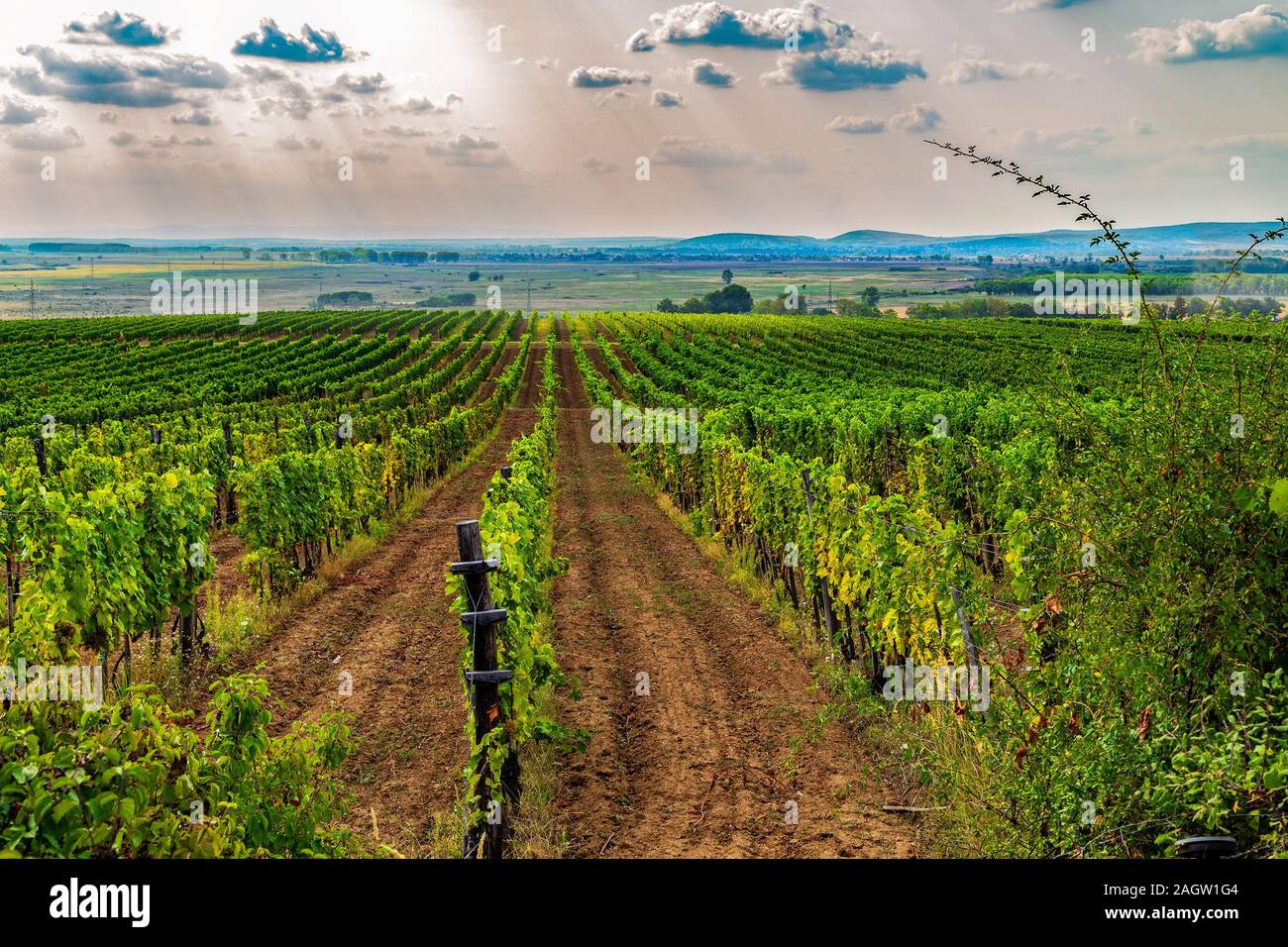 Tokaj landscape with vineyard, Hungary.Tokaj Wine Region Historic ...
